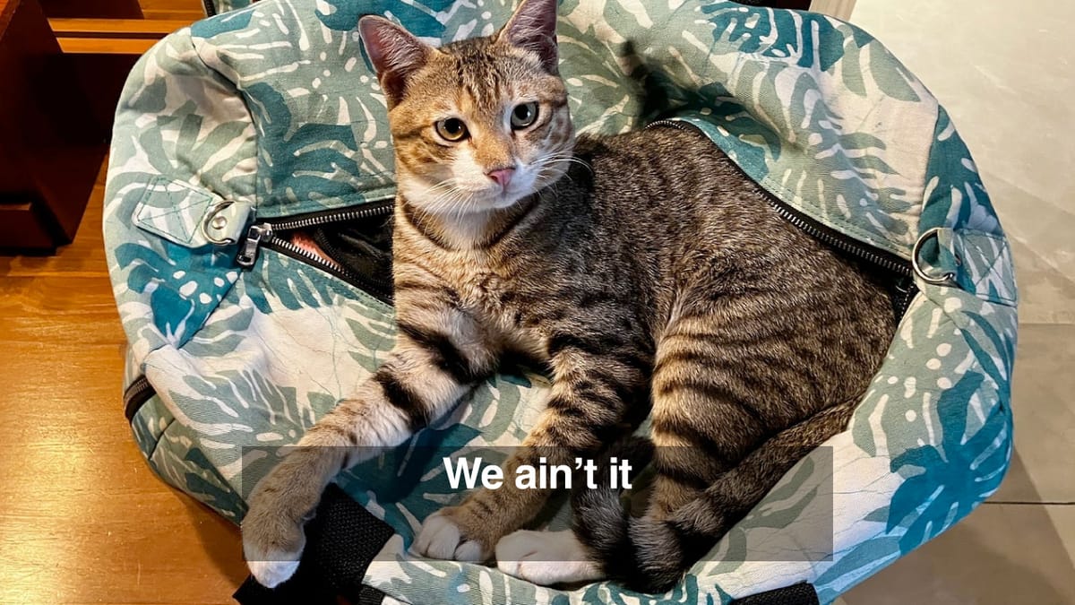 Cats And Human Supremacy — indi.ca