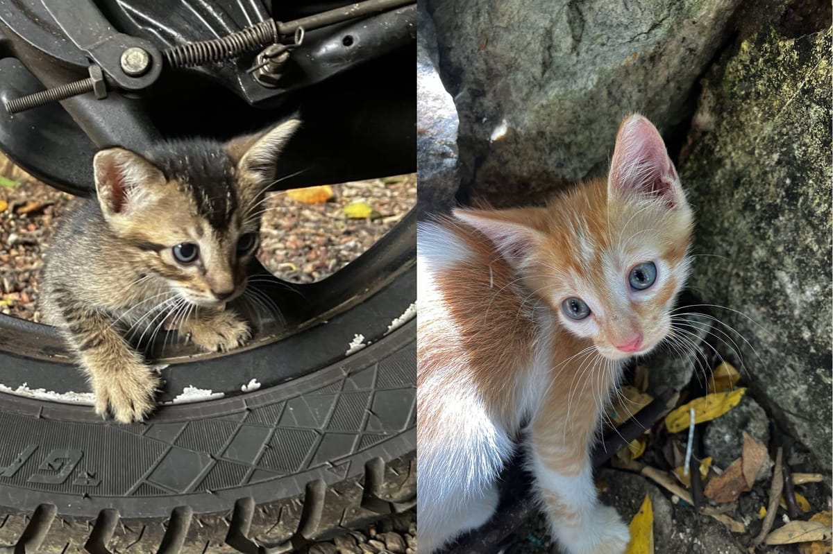 Wanted Kittens — indi.ca